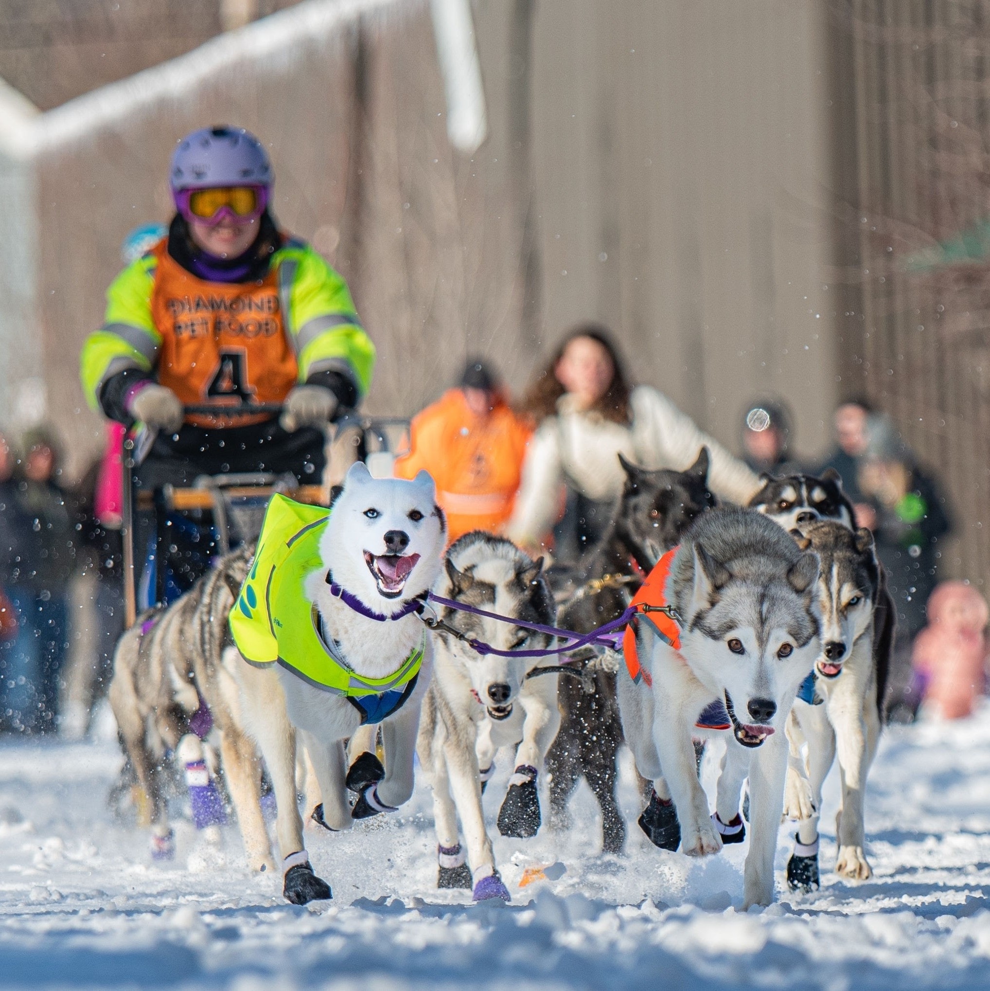 Meet the Mushers :: Can-Am Crown International Sled Dog Races